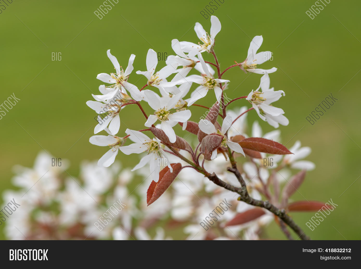 Smooth Serviceberry ( Image & Photo (Free Trial) | Bigstock