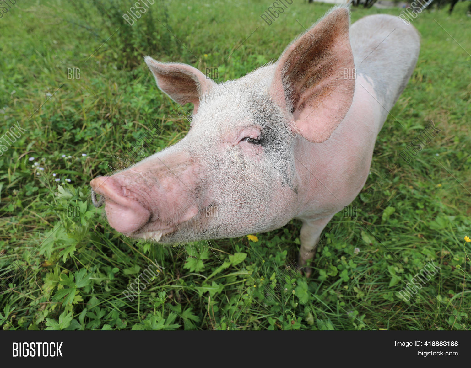 Big Pink Black Pig Big Image & Photo (Free Trial) | Bigstock