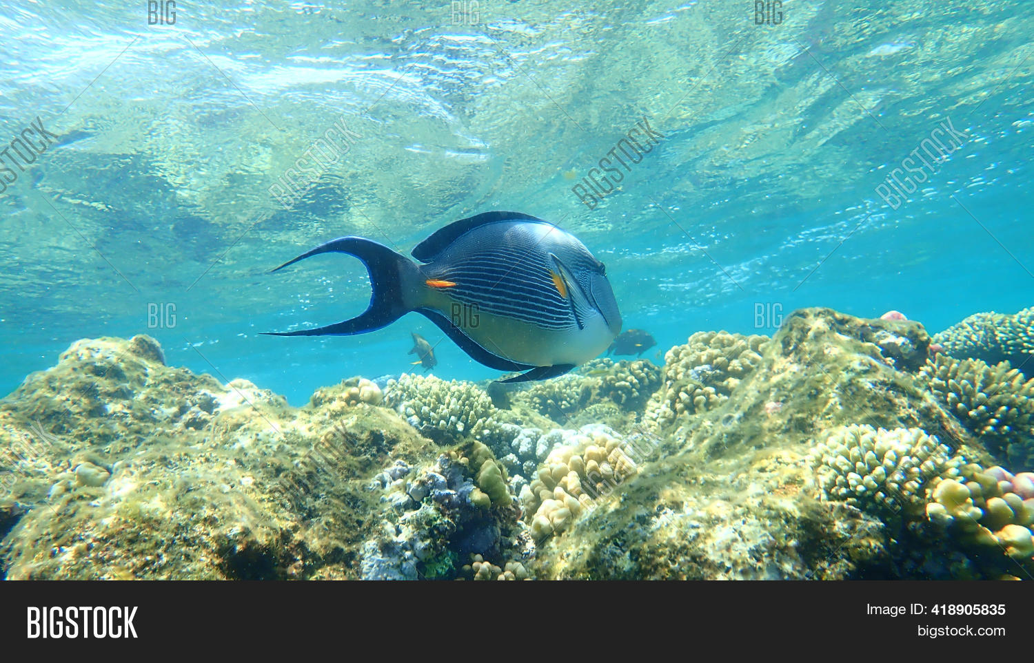 Sohal Surgeonfish Image & Photo (Free Trial) | Bigstock