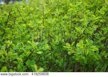Light Green Bush Image & Photo (Free Trial) | Bigstock