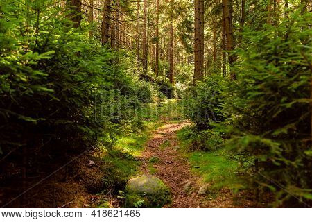 Hike Path Deep Forest Image & Photo (Free Trial) | Bigstock