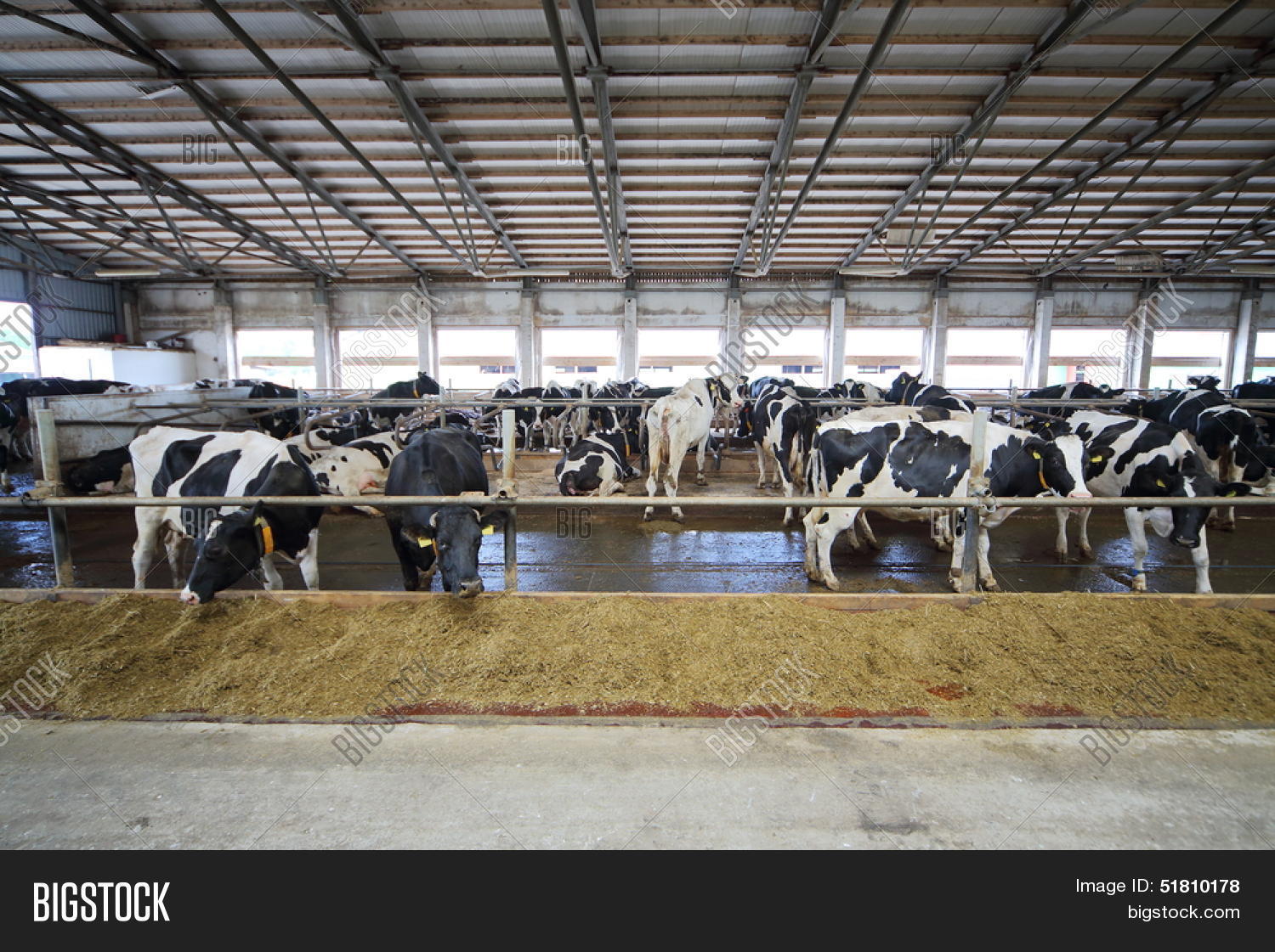 Cows Stable Dairy Farm Image & Photo (Free Trial) | Bigstock