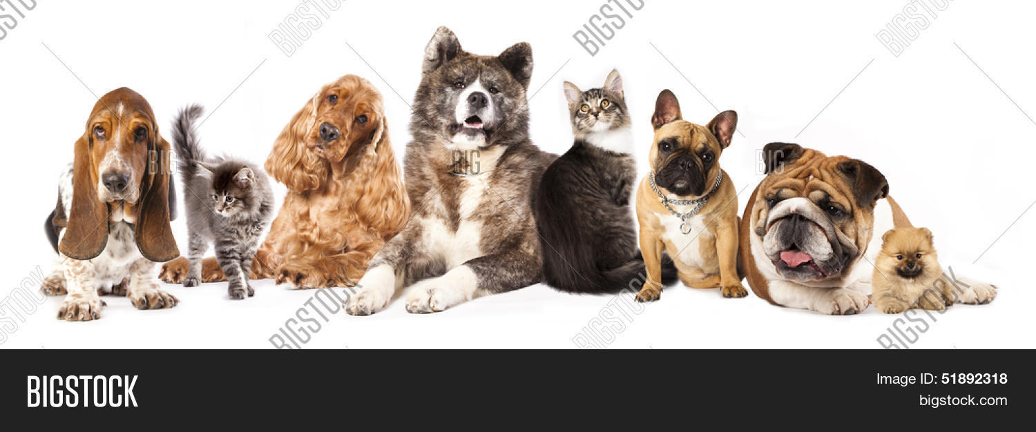 Group Dogs Cat Image & Photo (Free Trial) | Bigstock