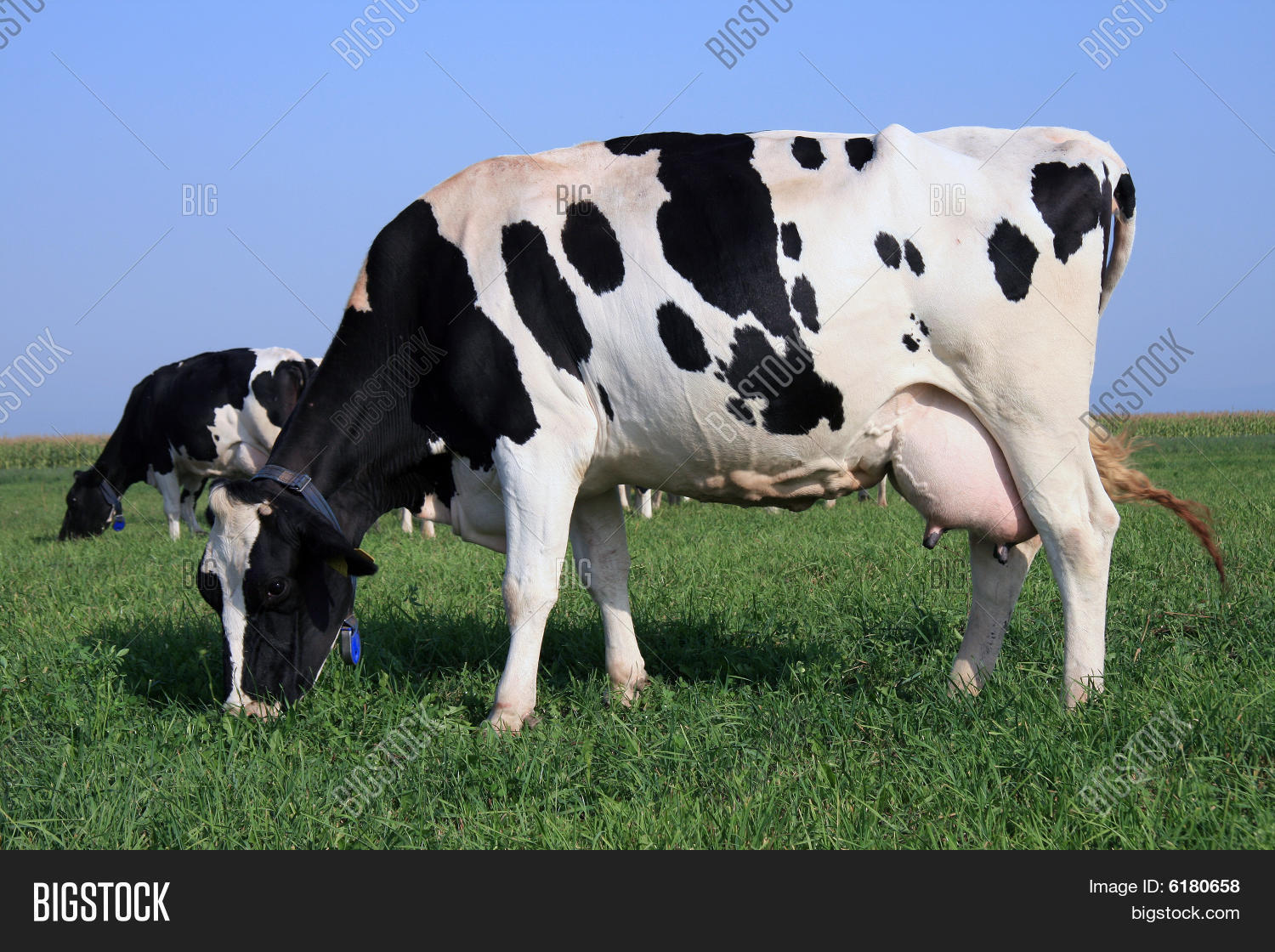 Holstein Cows Grazing Image & Photo (Free Trial) | Bigstock