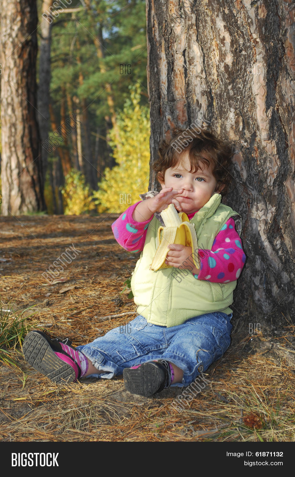 . Woods Under Pine Image & Photo (Free Trial) | Bigstock