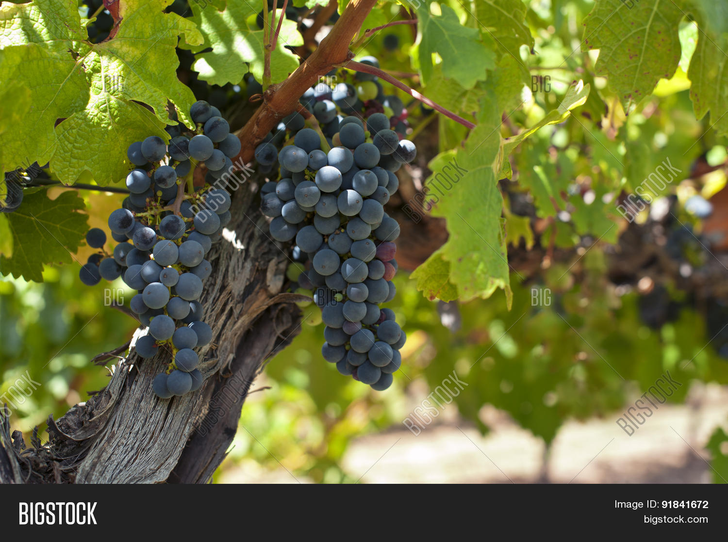 Red Vines Image & Photo (Free Trial) | Bigstock
