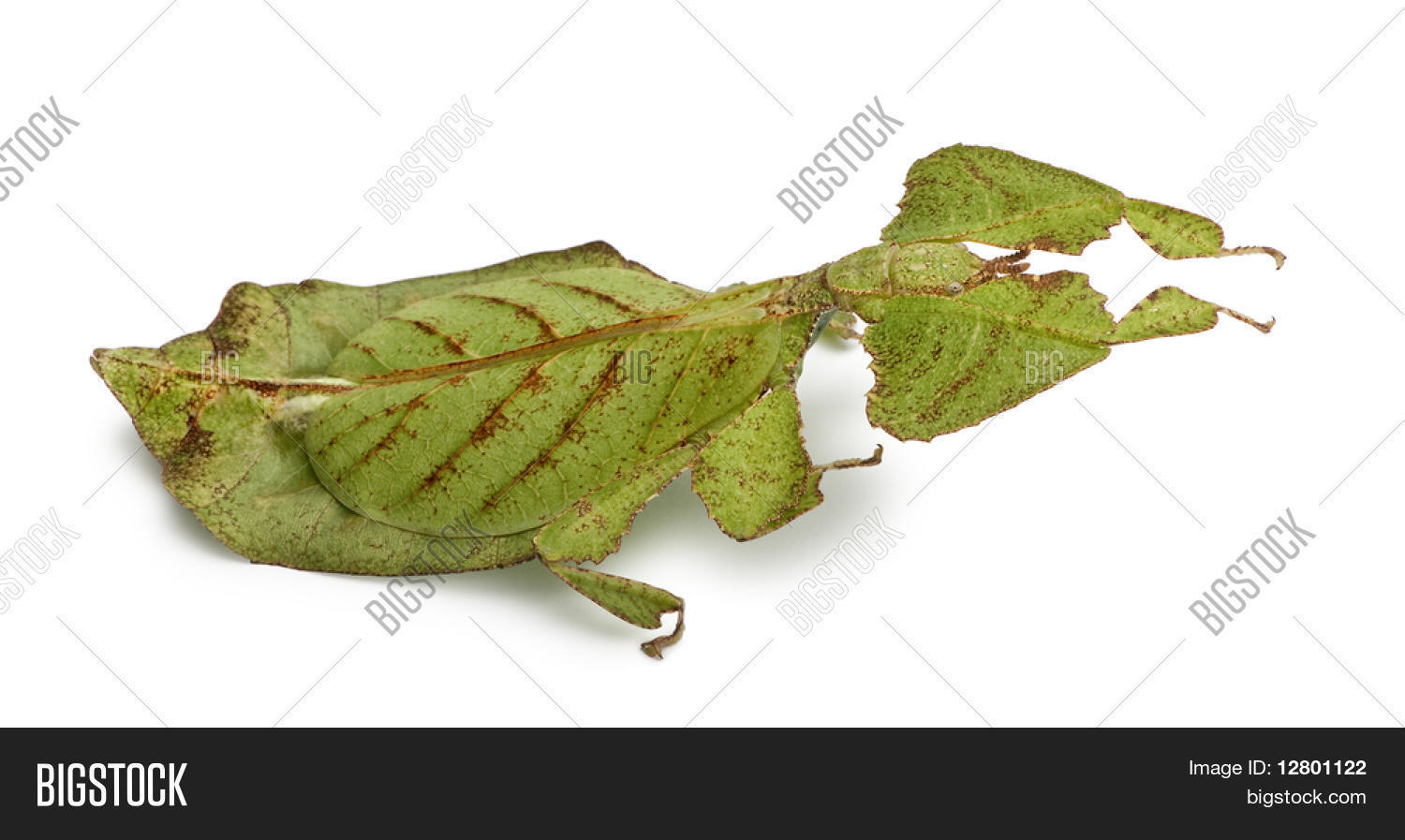 Phyllium Bioculatum, Image & Photo (Free Trial) | Bigstock