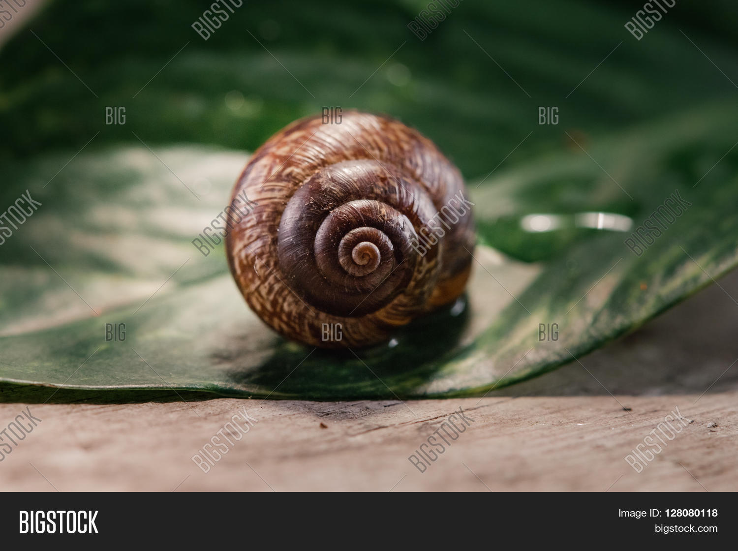 Garden Snail, Helix Image & Photo (Free Trial) | Bigstock
