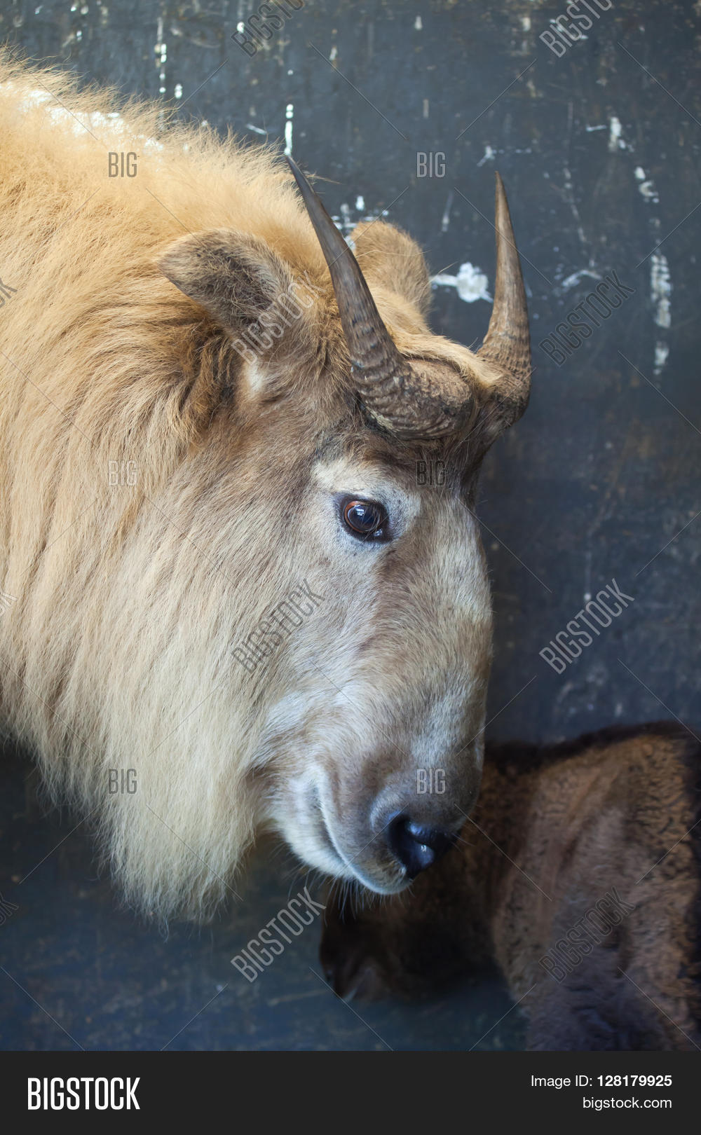 Golden Takin (Budorcas Image & Photo (Free Trial) | Bigstock