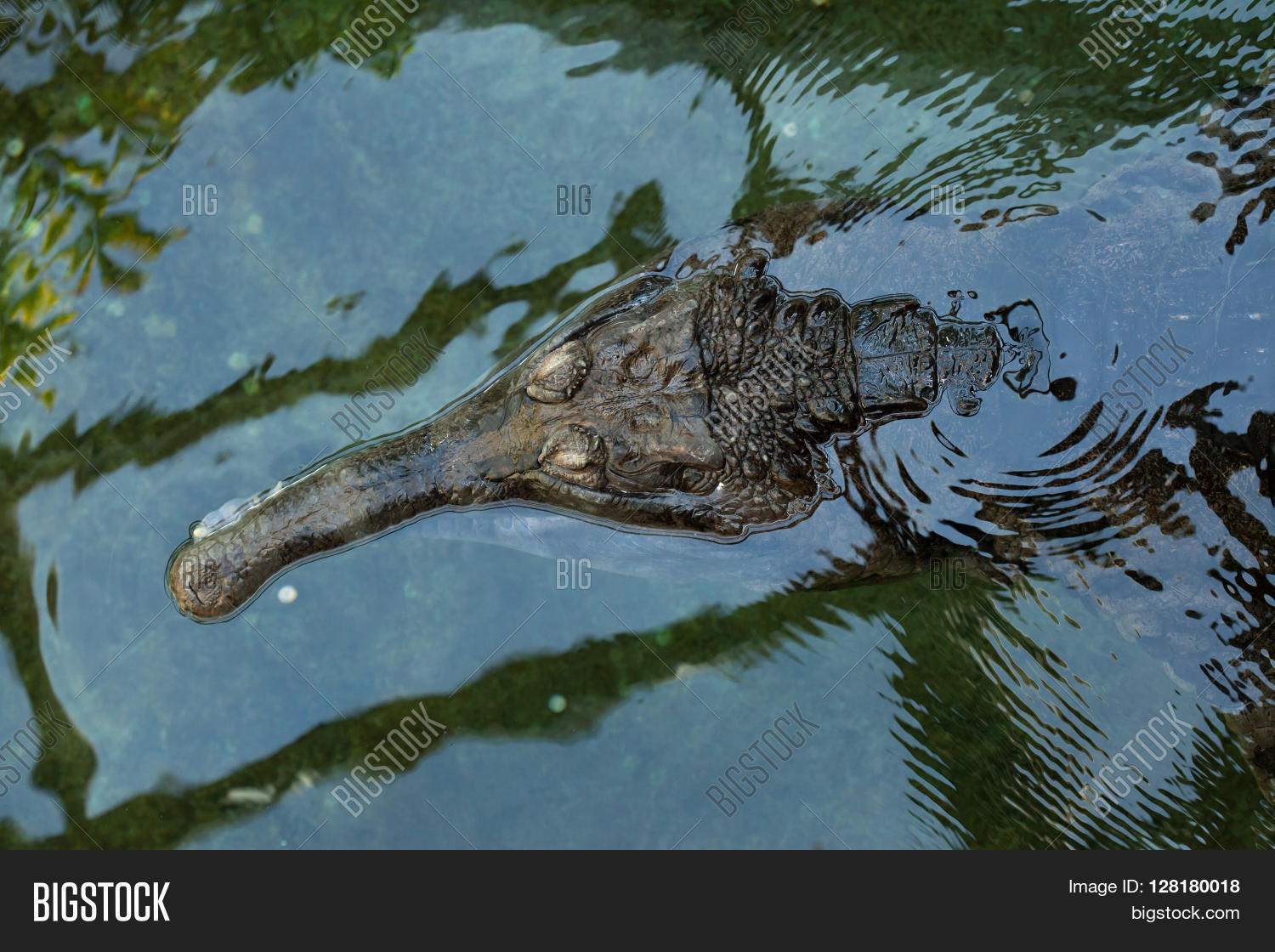 False Gharial ( Image & Photo (Free Trial) | Bigstock