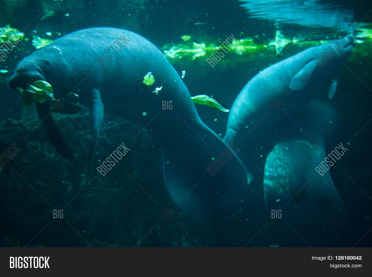 Antillean Manatee ( Image & Photo (Free Trial) | Bigstock