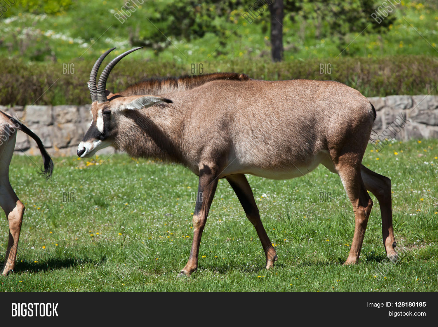 Roan Antelope ( Image & Photo (Free Trial) | Bigstock