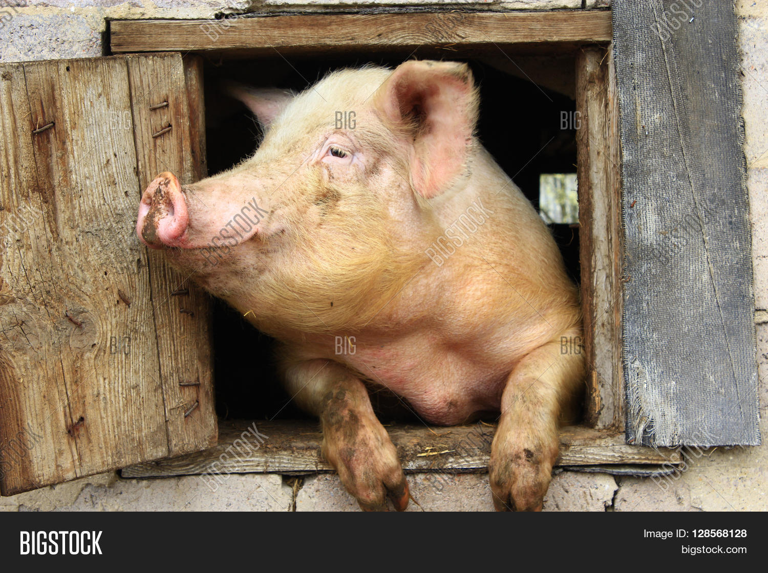 Pig Looks Out Window Image & Photo (Free Trial) | Bigstock