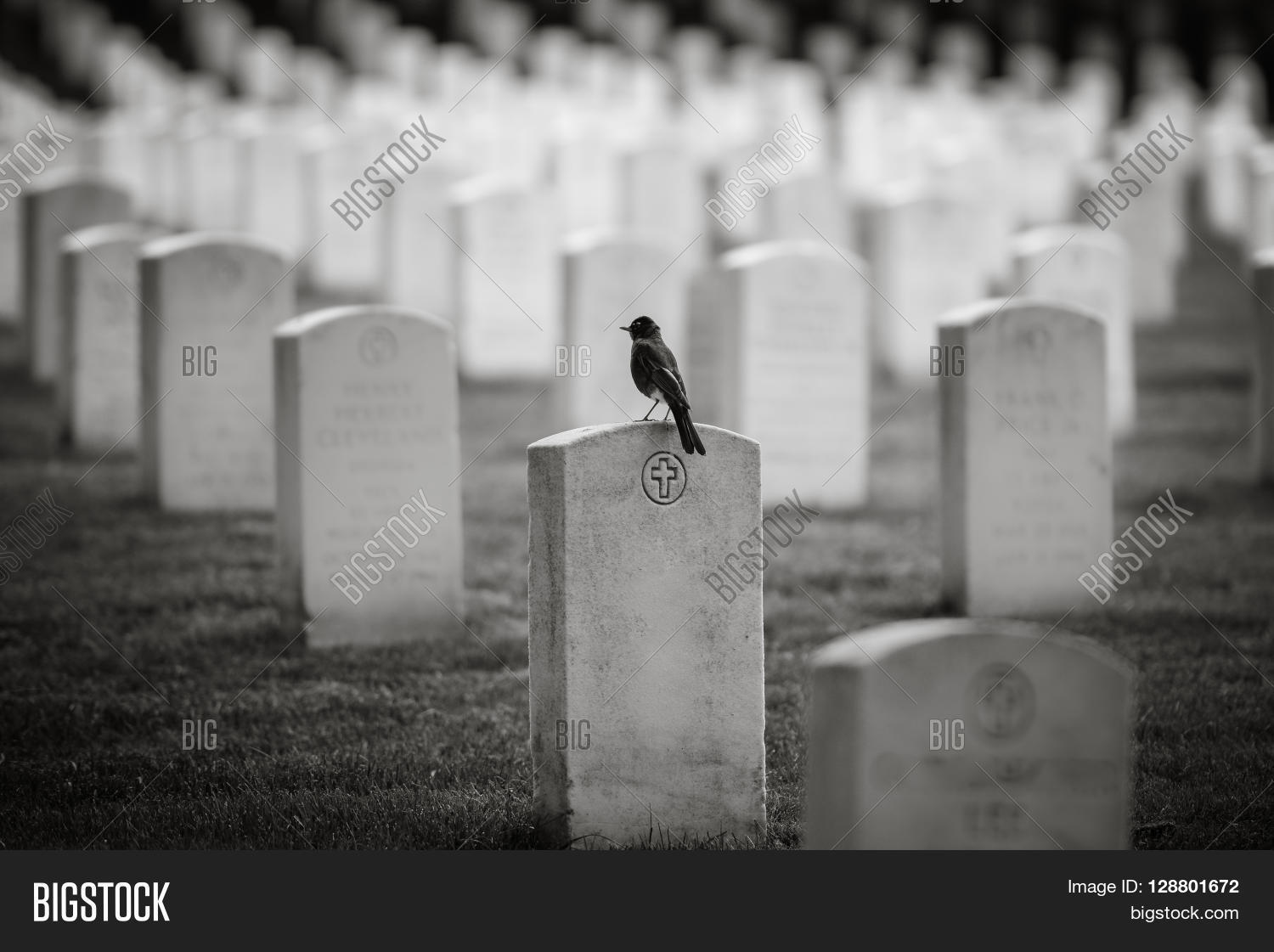 Washington DC - Bird Image & Photo (Free Trial) | Bigstock