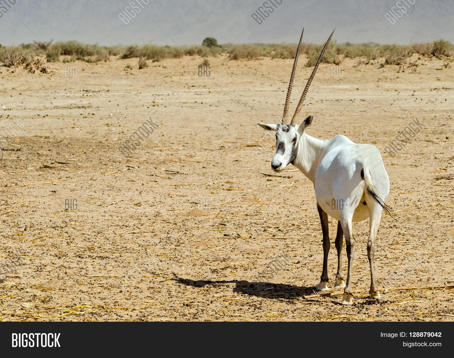 Antelope, Arabian Oryx Image & Photo (Free Trial) | Bigstock