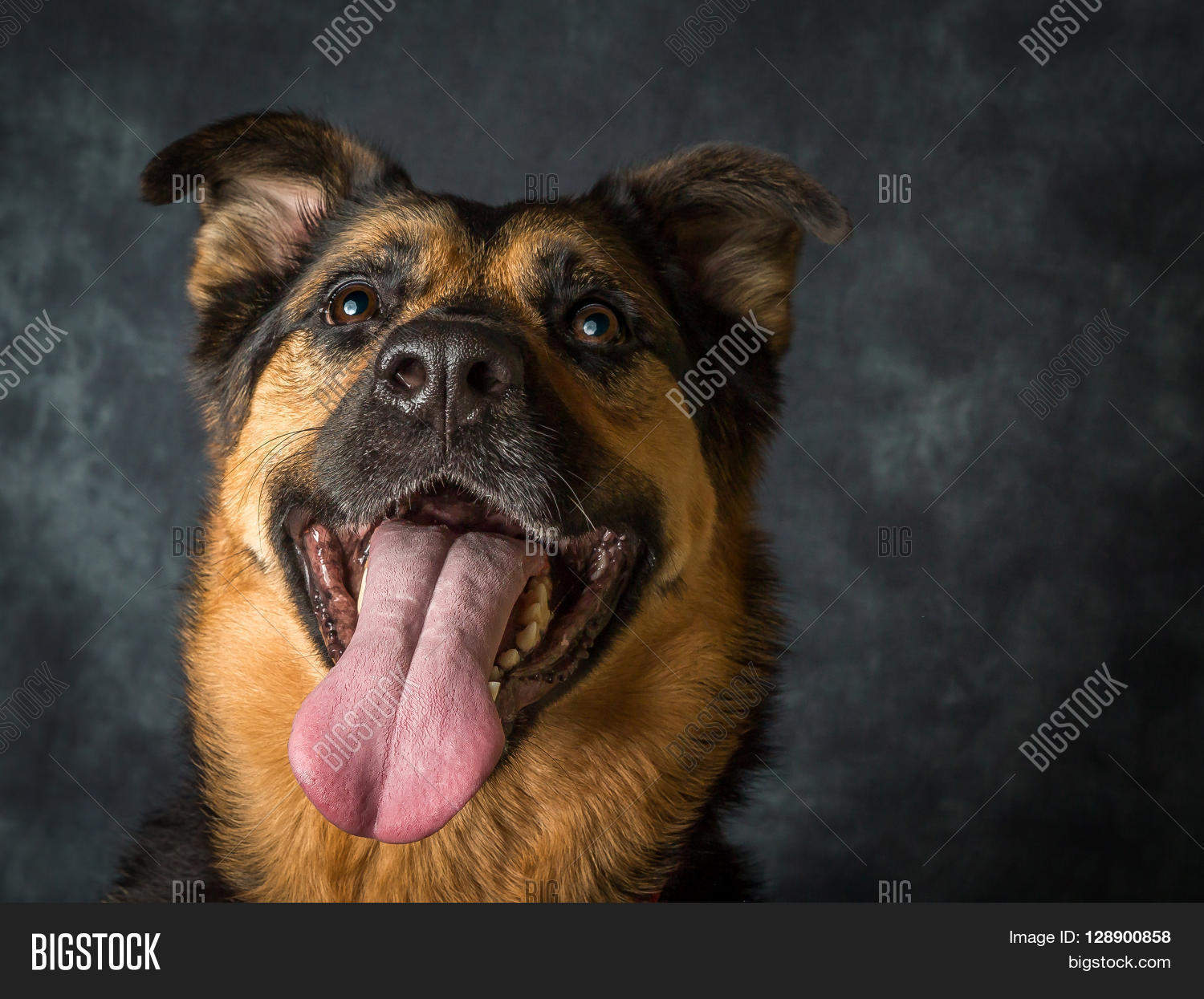German Shepard Cross Image & Photo (Free Trial) | Bigstock
