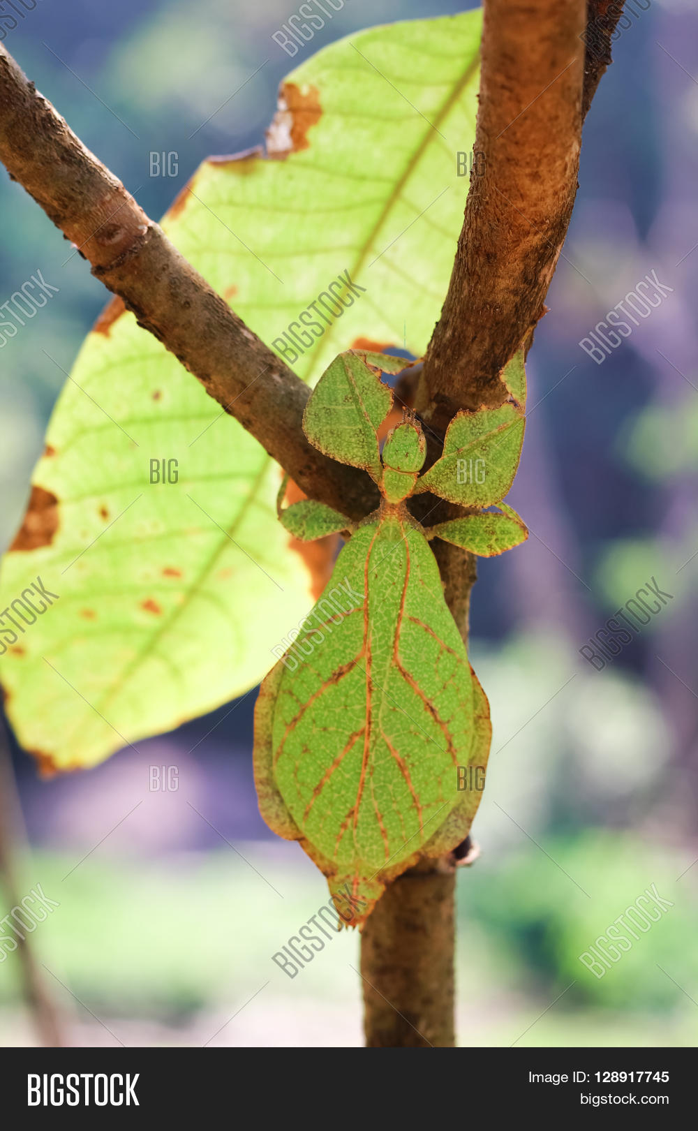 Female Phyllium Sp. Image & Photo (Free Trial) | Bigstock