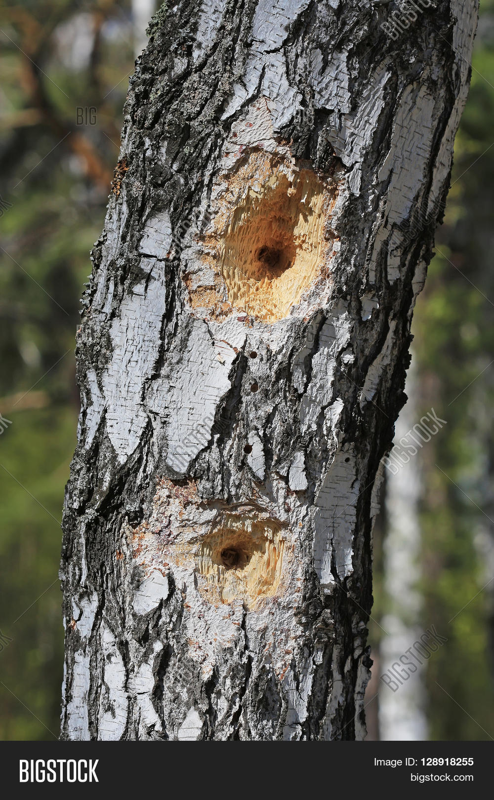 Trunk Birch Tree Holes Image & Photo (Free Trial) | Bigstock
