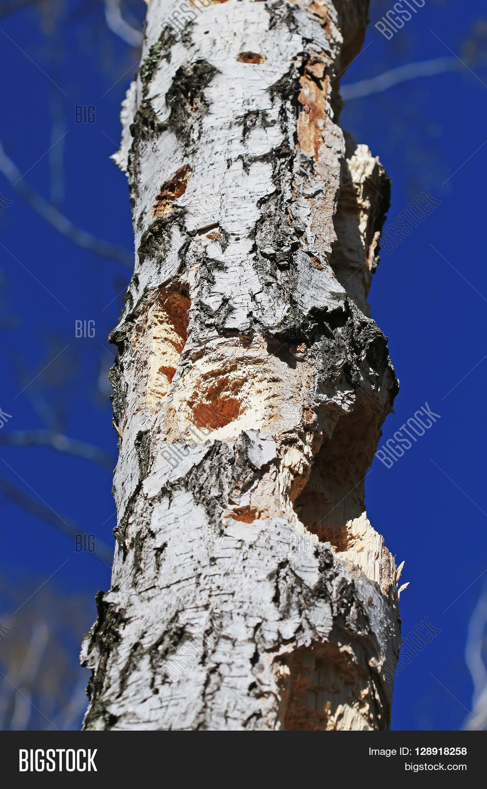 Trunk Birch Tree Holes Image & Photo (Free Trial) | Bigstock