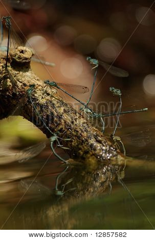 Dragonfly Nest Image & Photo (Free Trial) | Bigstock