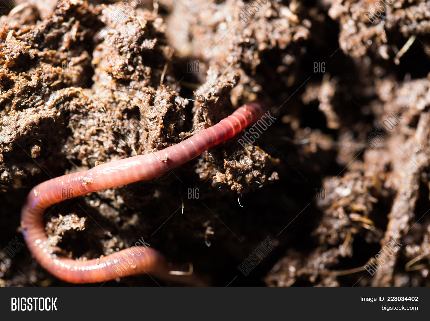 Red Worm Composting Potato Tower In garden Worm Tower | Worms, Compost ...
