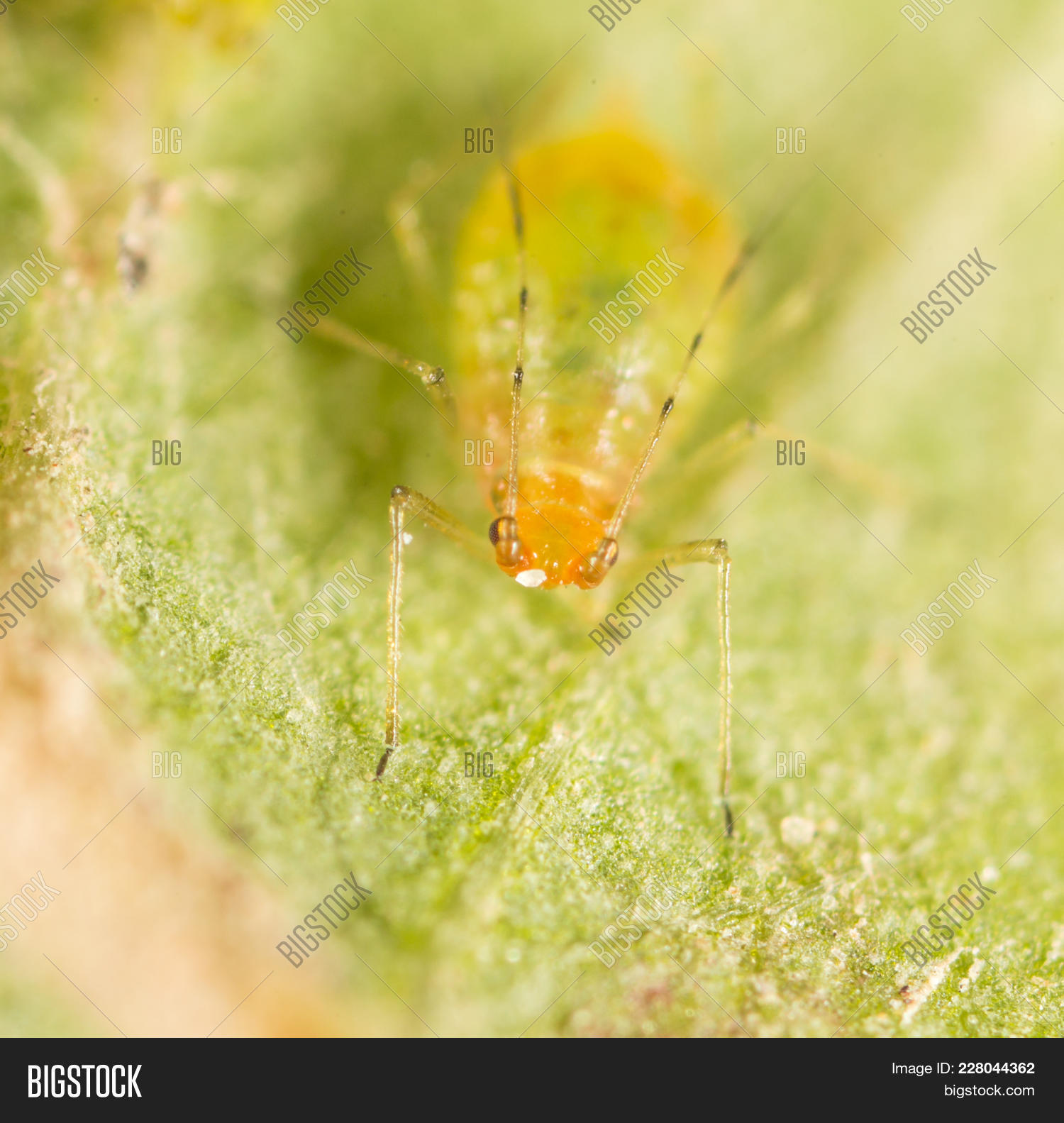 Extreme Magnification Image & Photo (Free Trial) | Bigstock