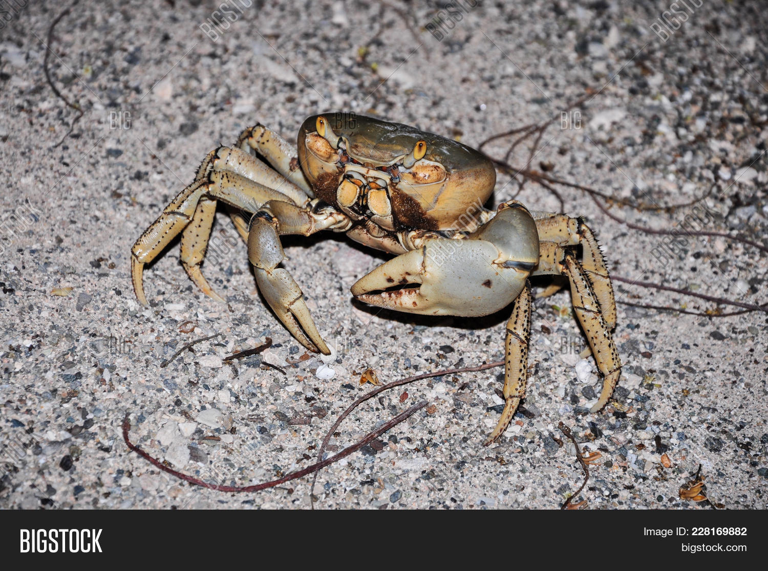 Closeup Portrait Crab Image & Photo (Free Trial) | Bigstock