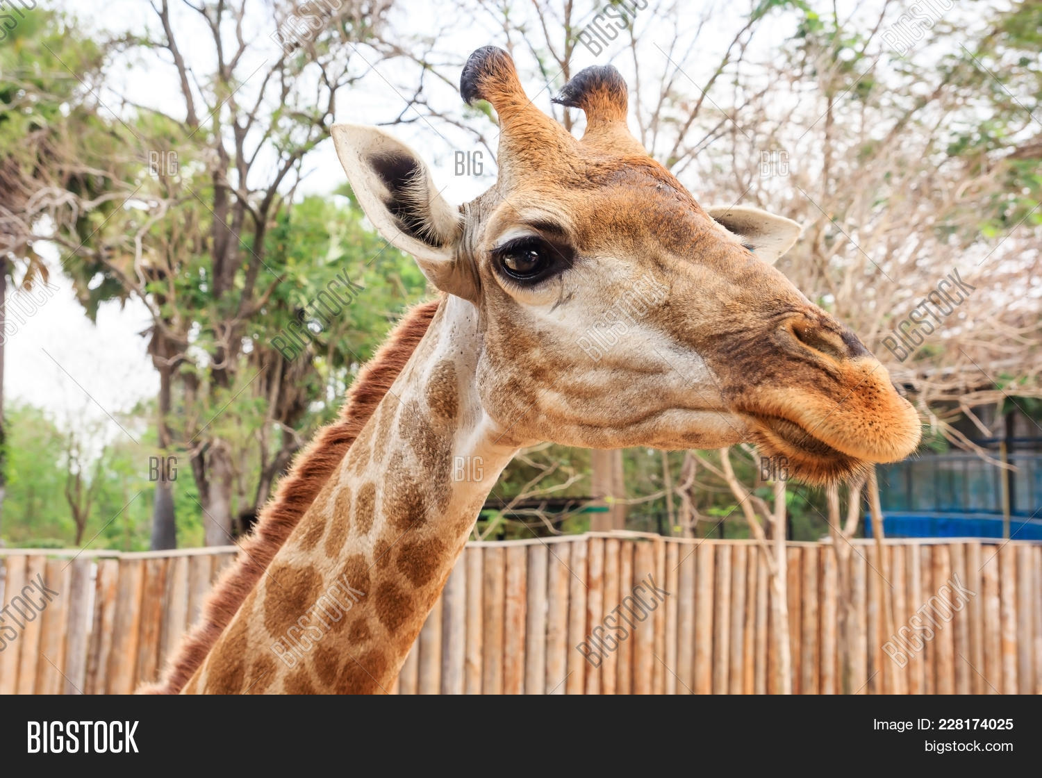 Front On View Giraffe Image & Photo (Free Trial) | Bigstock