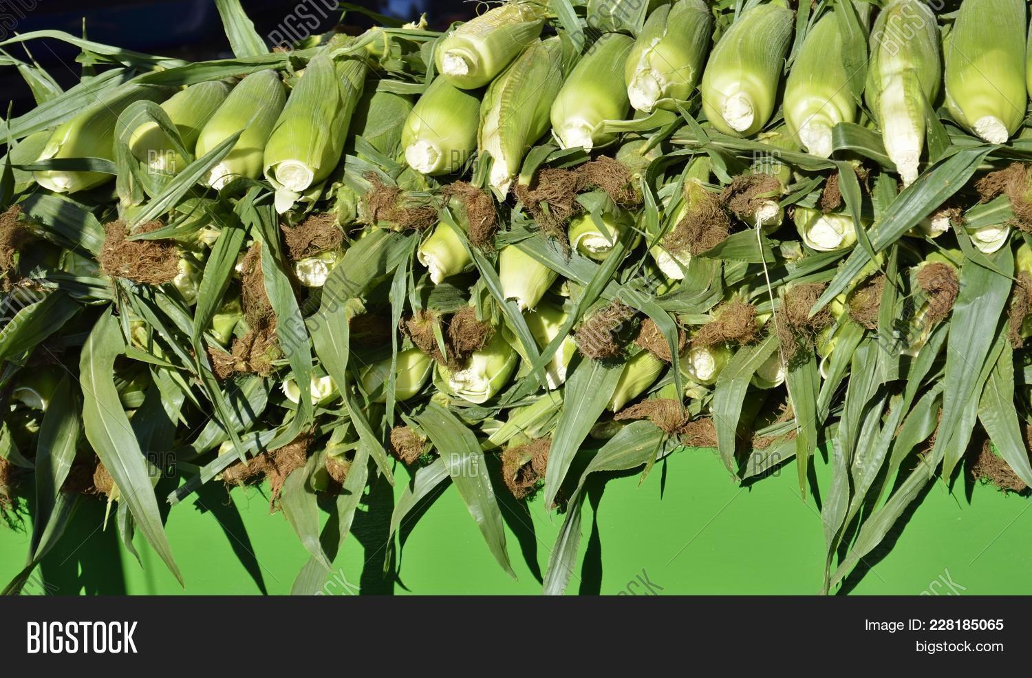 Corn-on--cob Displayed Image & Photo (Free Trial) | Bigstock