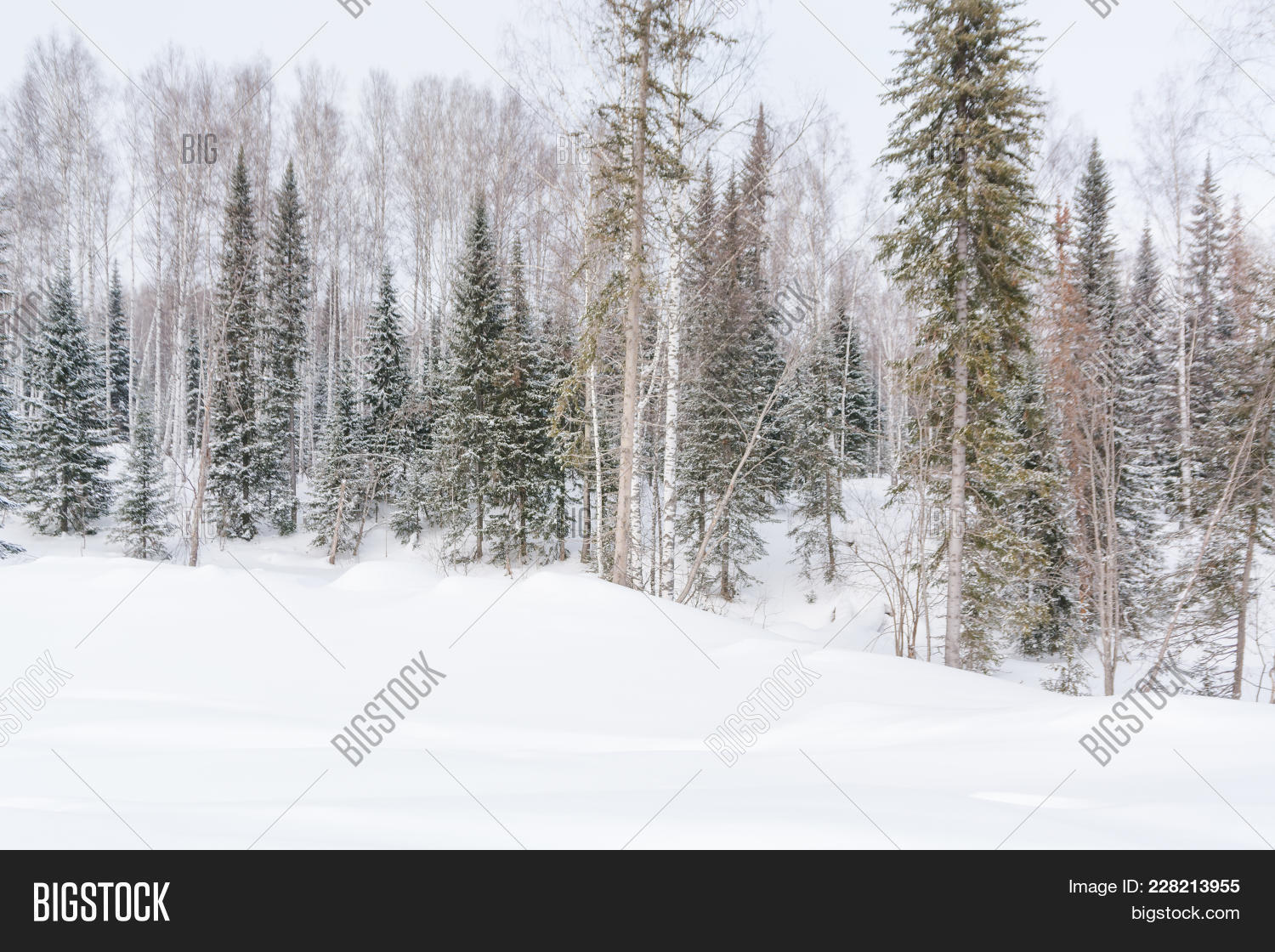 Winter Forest, Taiga. Image & Photo (Free Trial) | Bigstock
