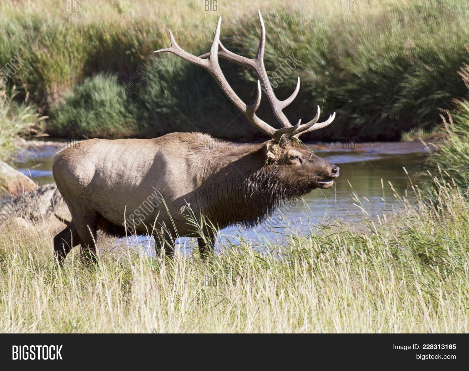 Bull Elk Rut, Bugling Image & Photo (Free Trial) | Bigstock
