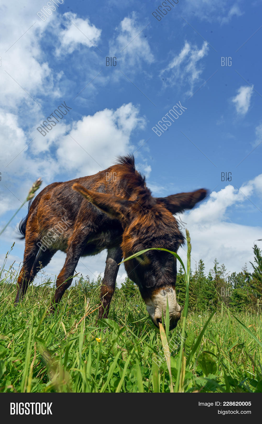 Donkey Grazing Field Image & Photo (Free Trial) | Bigstock
