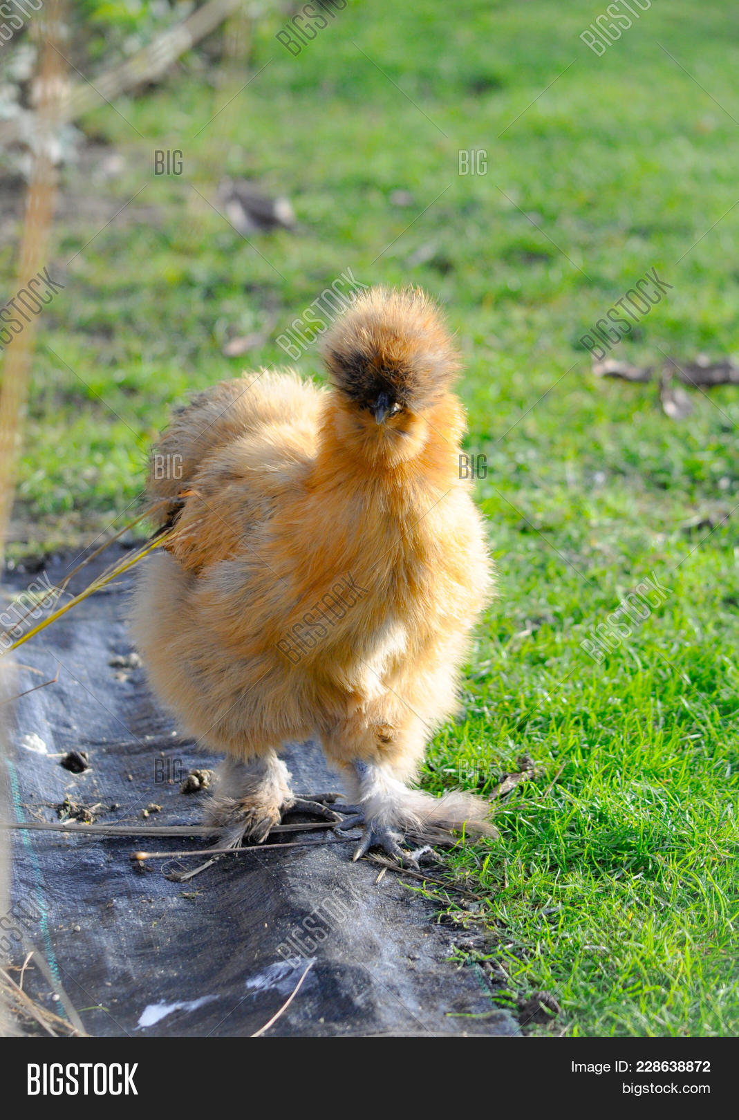 Beautiful Silk Chicken Image & Photo (Free Trial) | Bigstock