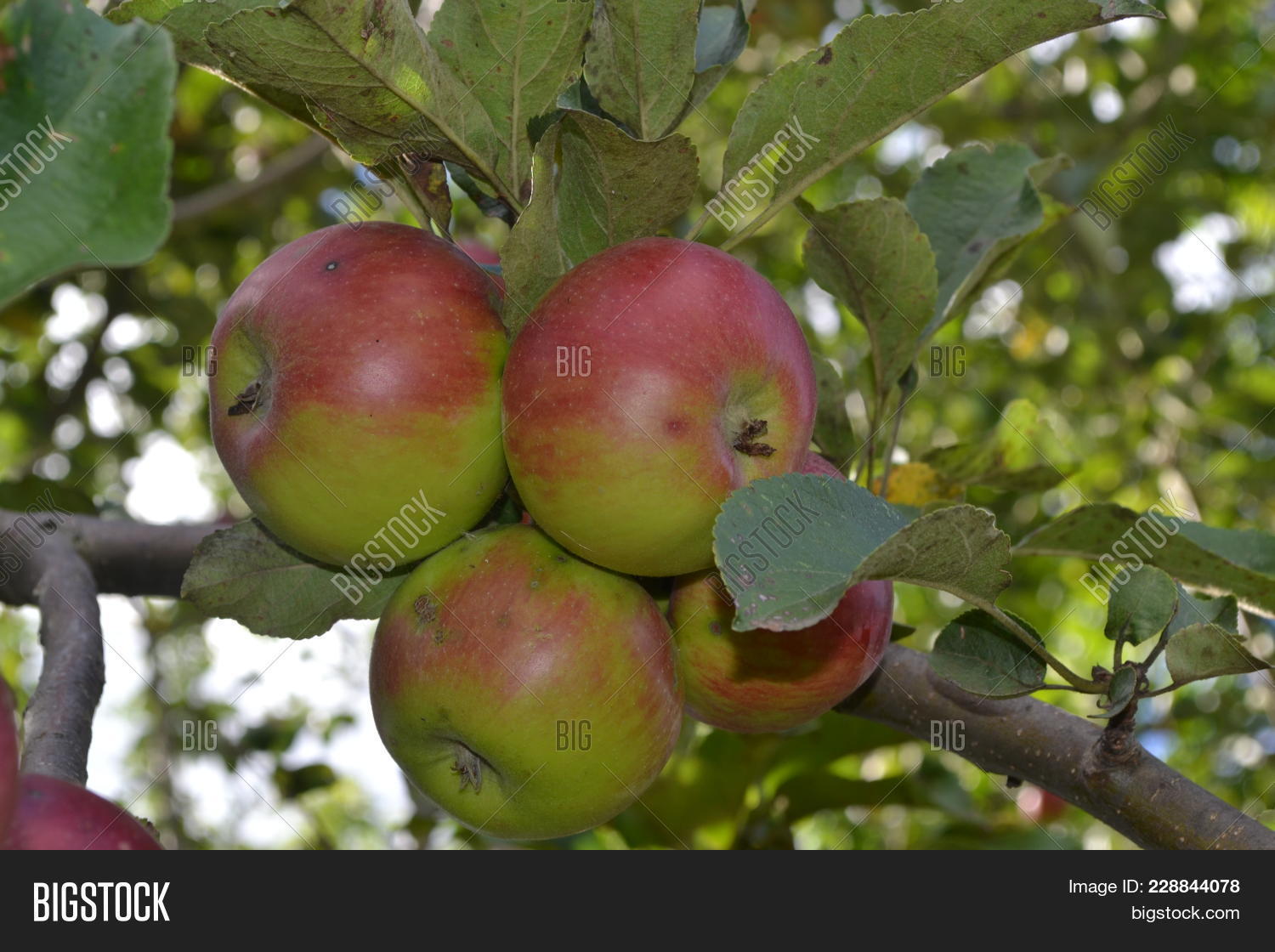 Apple. Grade Jonathan Image & Photo (Free Trial) | Bigstock