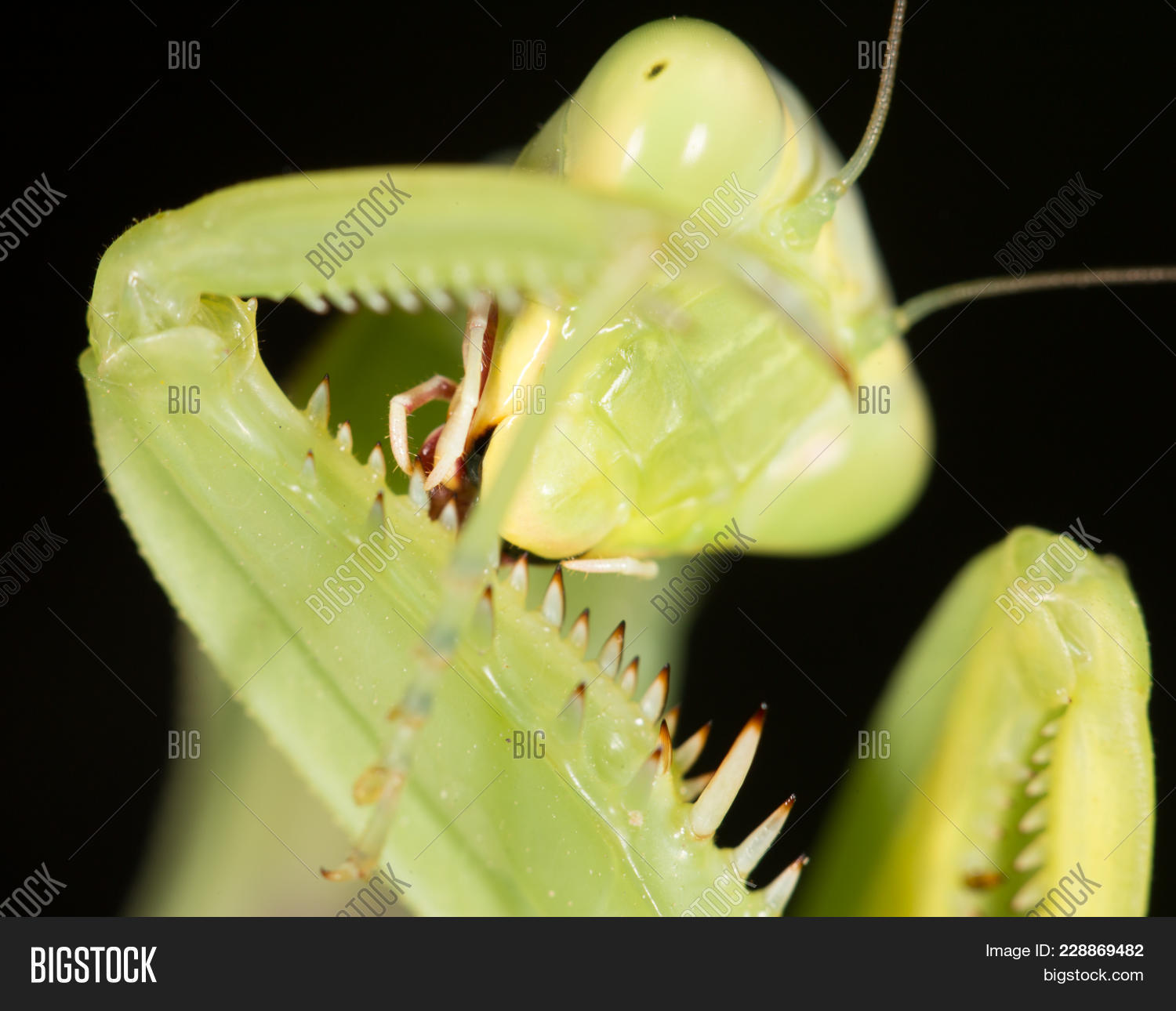 Mantis, Macro . Park Image & Photo (Free Trial) | Bigstock