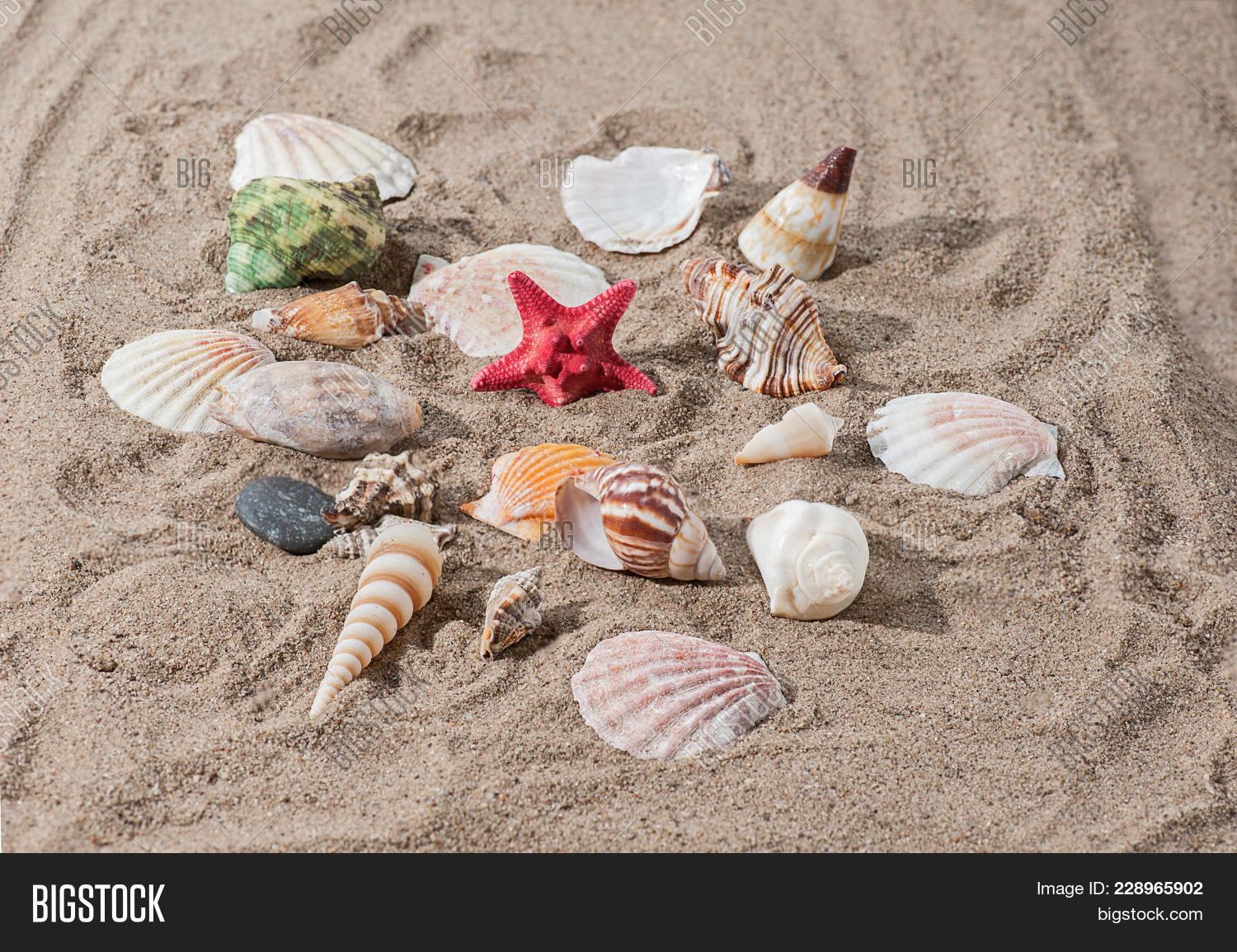 Red Sea Star Shells On Image & Photo (Free Trial) | Bigstock