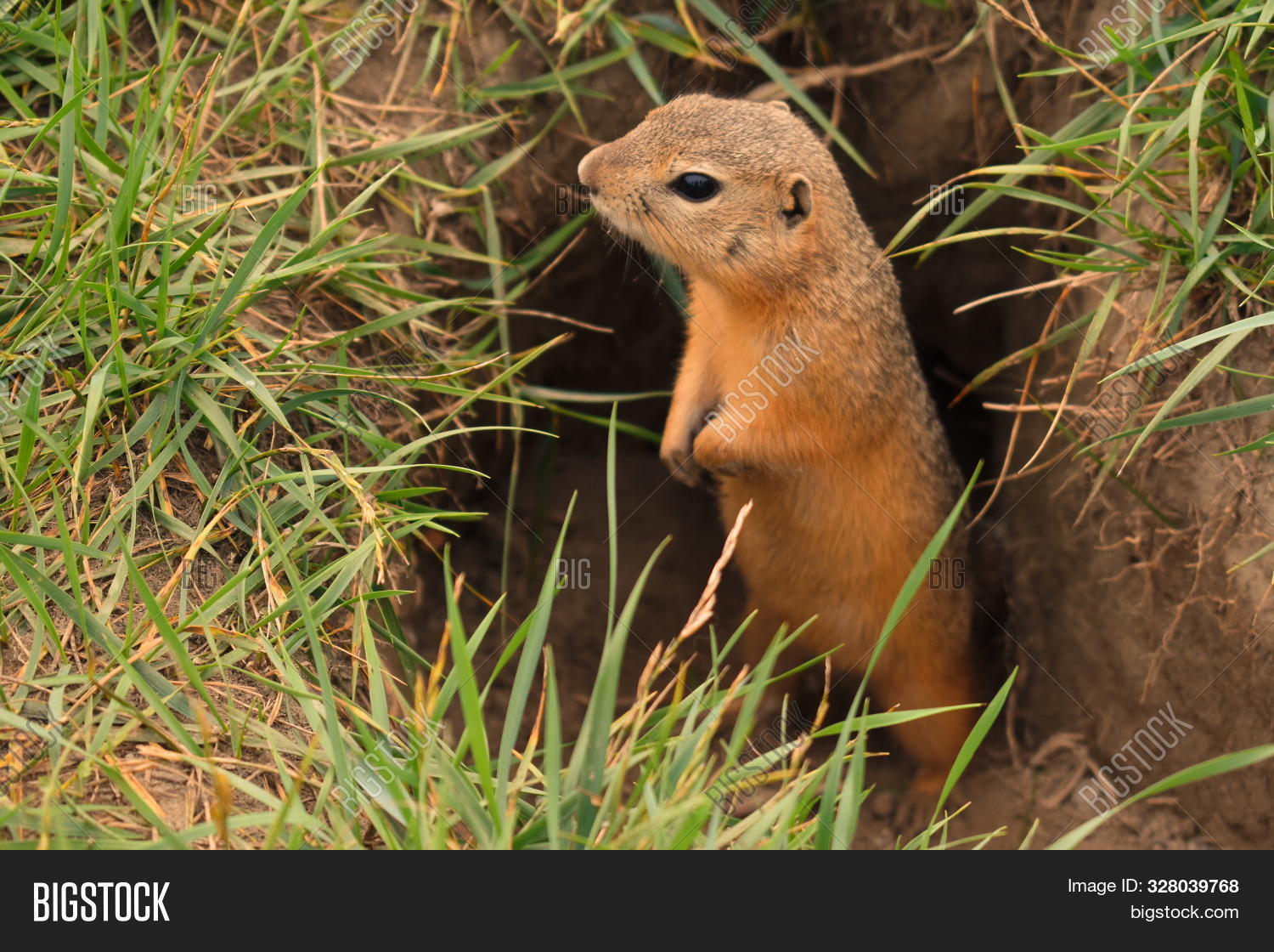 Beautiful Brown Gopher Image & Photo (Free Trial) | Bigstock