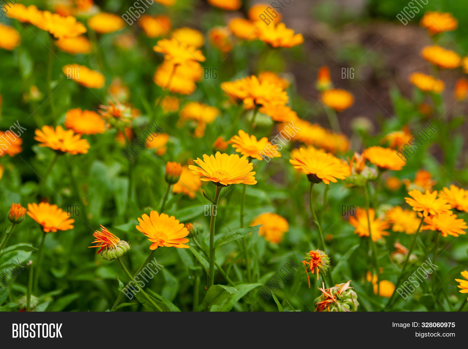 Calendula Flowers Image & Photo (Free Trial) | Bigstock