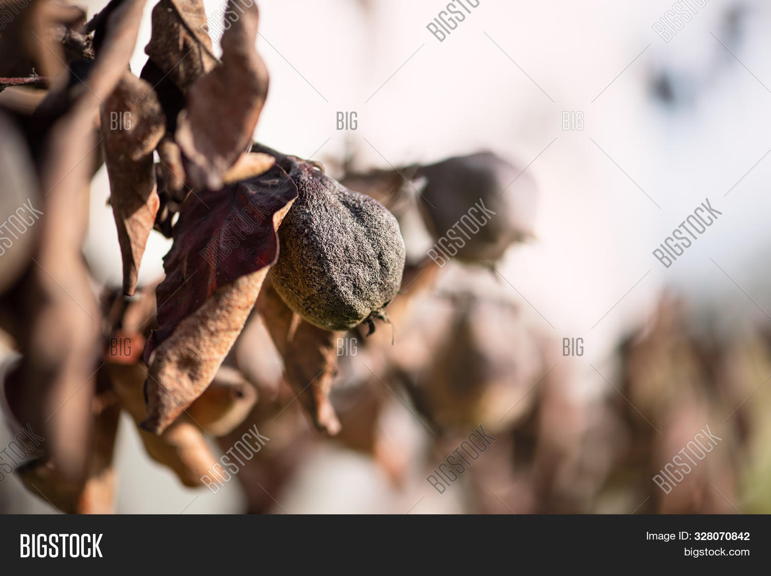 Withered Tree Image & Photo (Free Trial) | Bigstock