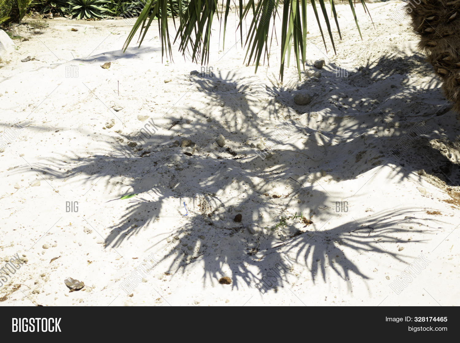 Shadow Palm Trees On Image & Photo (Free Trial) | Bigstock