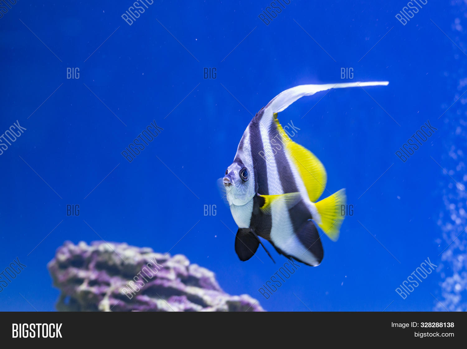 Angel Fish Swimming On Image & Photo (Free Trial) | Bigstock