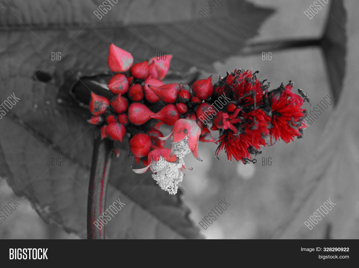 Autumn Red Flowers. Image & Photo (Free Trial) | Bigstock
