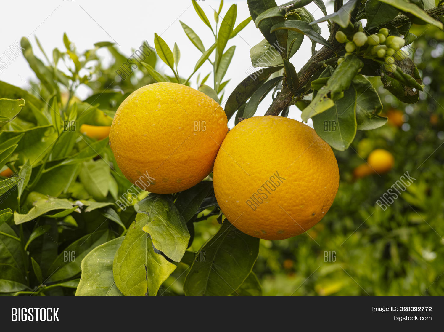 Orange Citrus Fruit Image & Photo (Free Trial) | Bigstock