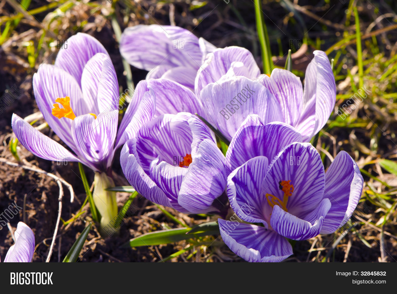 Crocus Saffron First Image & Photo (Free Trial) | Bigstock