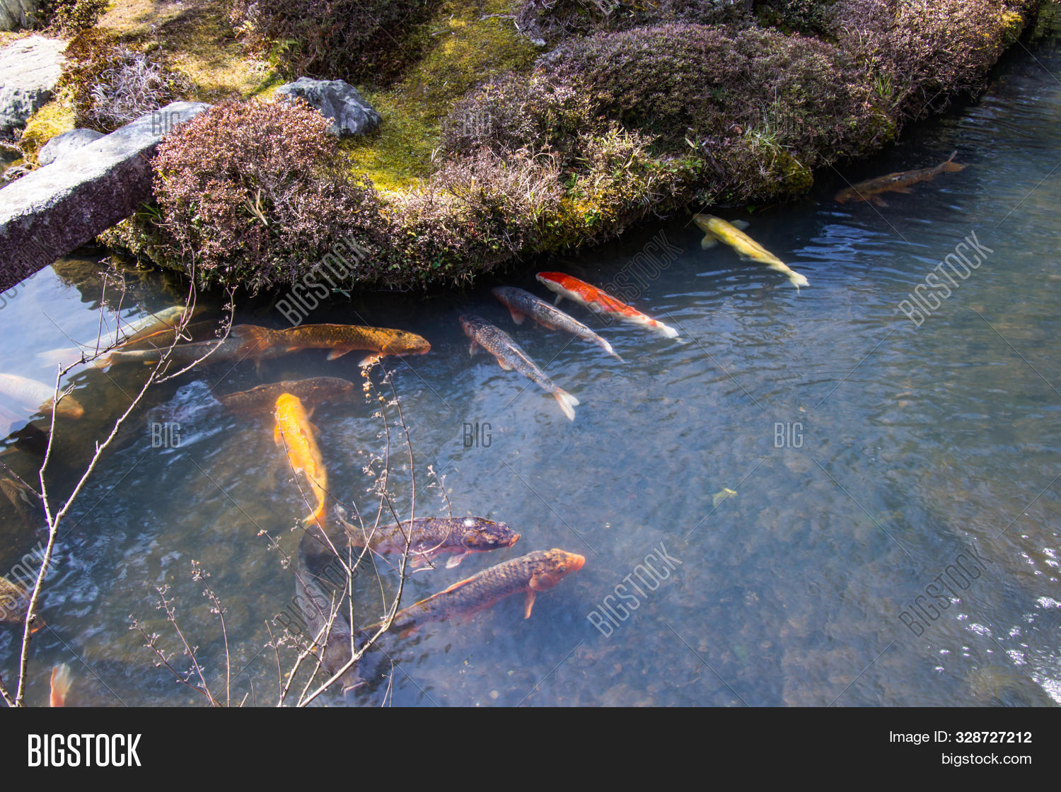Koi Fish Group Swim Image & Photo (Free Trial) | Bigstock