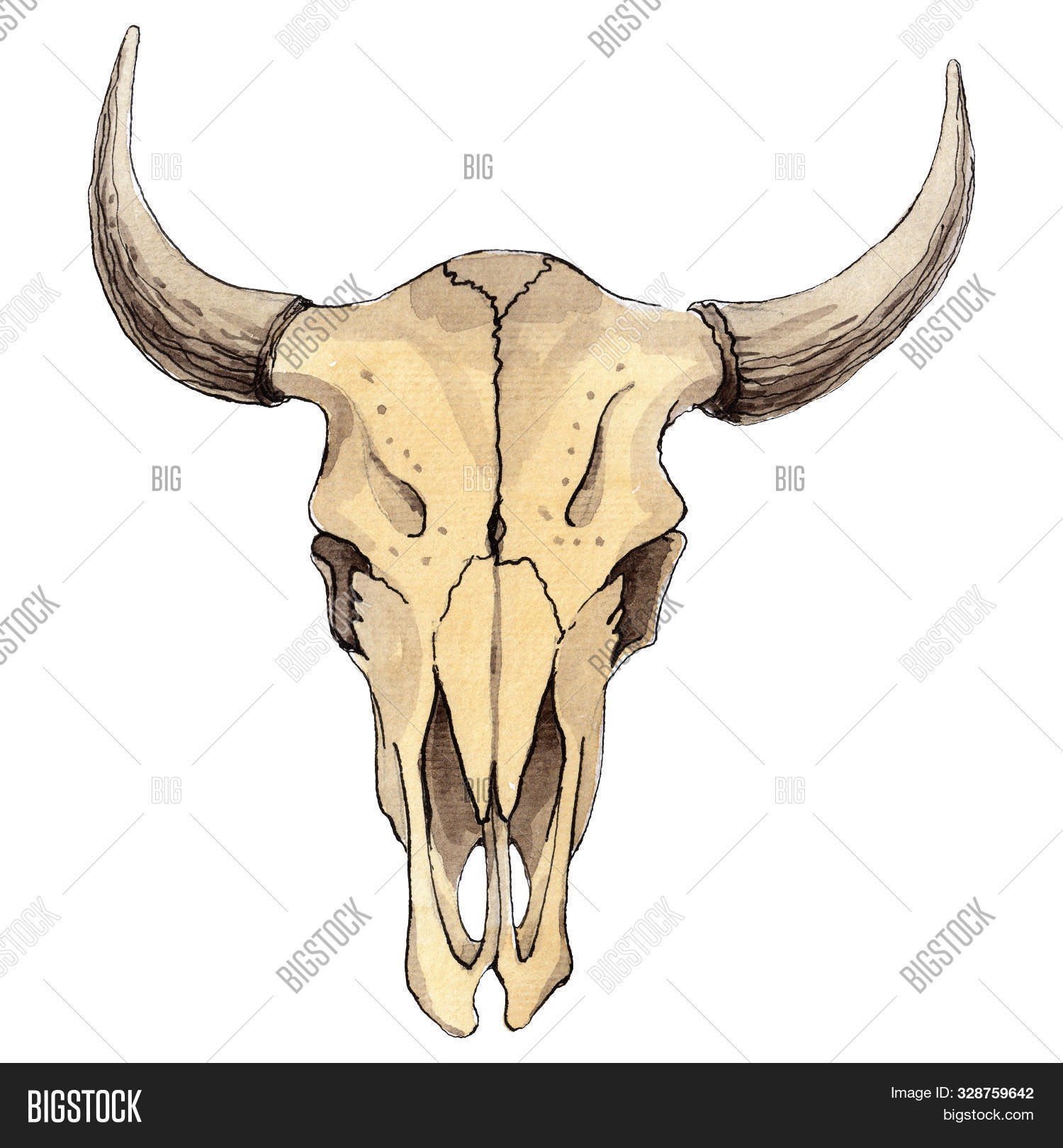 Skull Cow Animal Image & Photo (Free Trial) | Bigstock