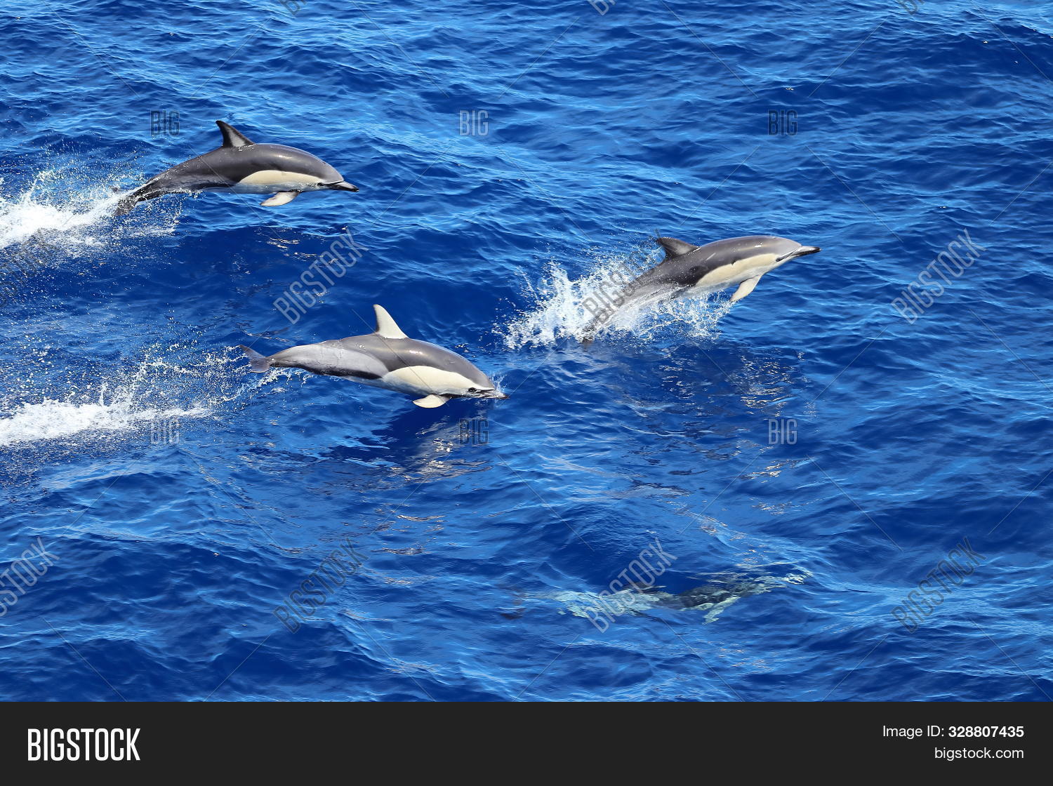 Dolphins Swimming Image & Photo (Free Trial) | Bigstock
