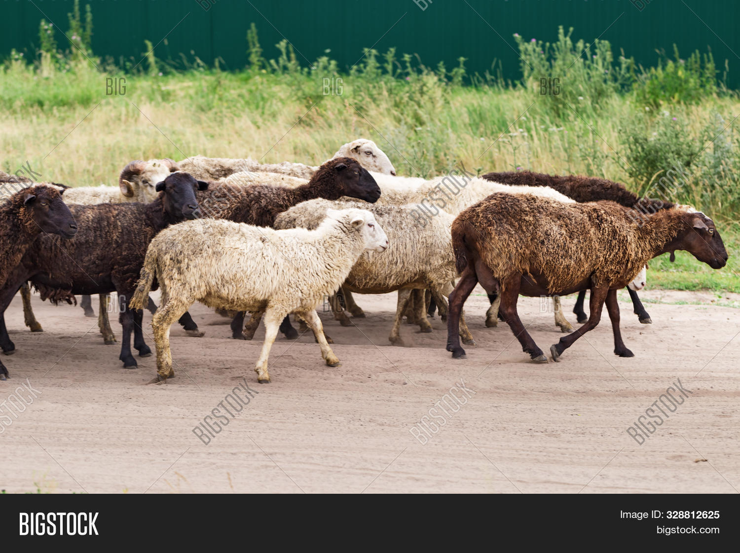 Sheep Group Go Pasture Image & Photo (Free Trial) | Bigstock