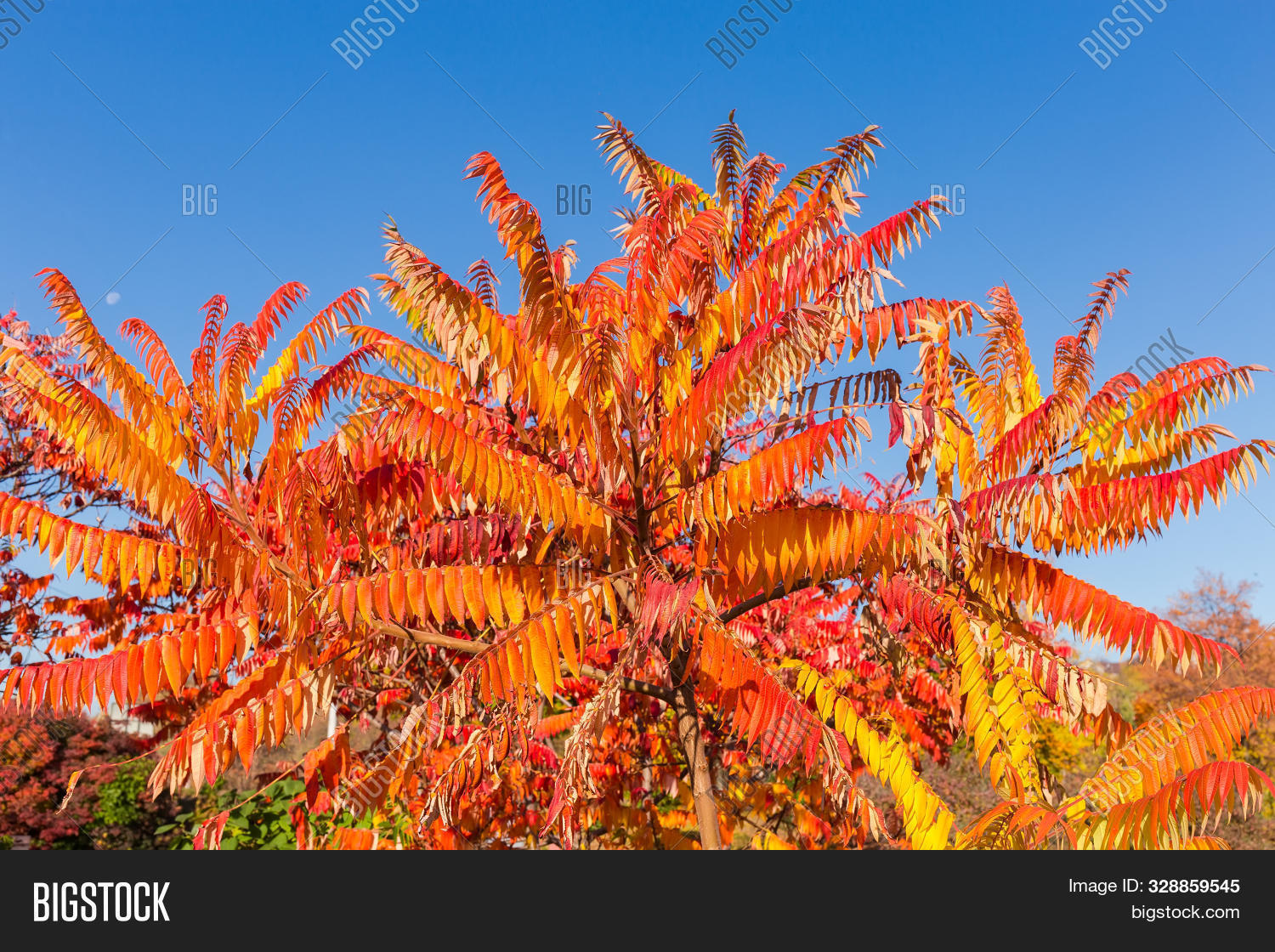 Treetop Rhus Typhina, Image & Photo (Free Trial) | Bigstock