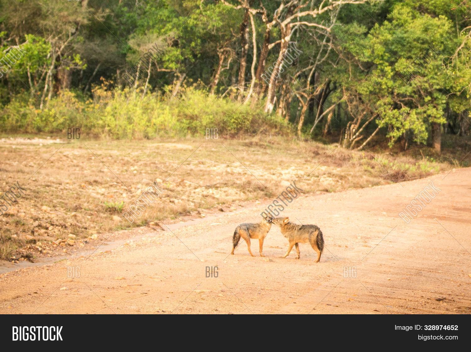 Couple Golden Jackal, Image & Photo (Free Trial) | Bigstock